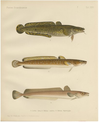 Wilhelm von Wright, Burbot, Ling, and Blue Ling, 1895, Lithograph on ...