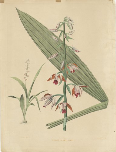 Botanical Illustration, 1854, Paper for sale at Pamono