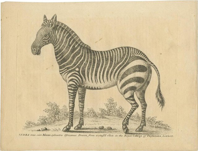 Nach George Edwards, Illustration eines männlichen Zebras, 1758, Druck ...