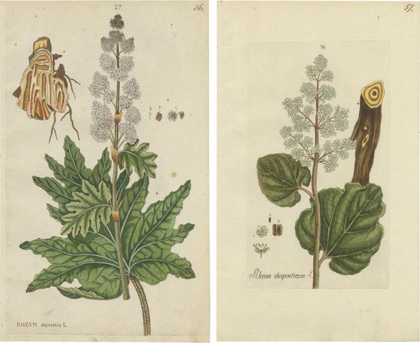 Happe, Botany Illustrations, Rheum Rhapontieum & Rheum Palmatum, Prints ...