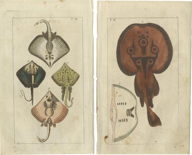 G. T. Wilhelm, Fish: Common Torpedo Ray, Skate, Stingray, 1832, Prints ...