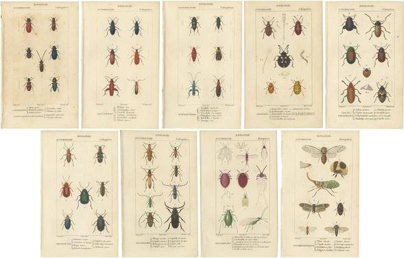 Turpin, Illustrations of Various Insects, 1816, Prints, Set of 9 for ...