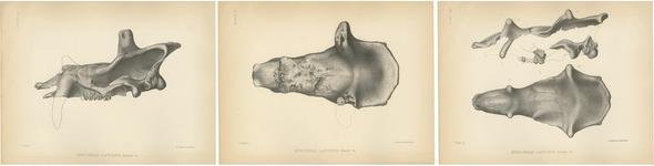 Marsh, Paleontology Illustrations of a Dinoceras Laticeps, 1886, Prints ...