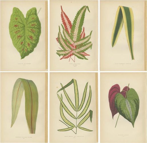 E.J. Lowe and W. Howard, Caladium Verschaffelt, Cordyline Indivisa ...