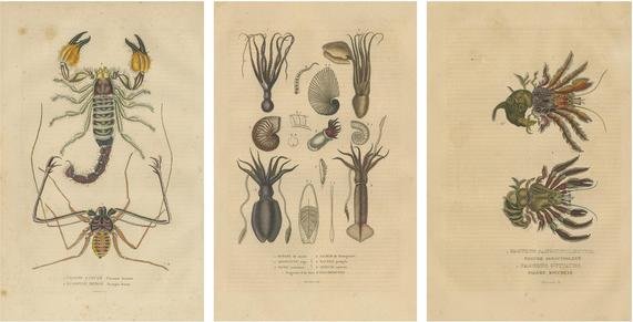 Drapiez, Naturalist Illustrations: Marine Life and Arthropods, 1845 ...