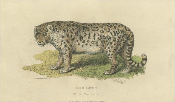 Snow Leopard, 1824, Paper for sale at Pamono