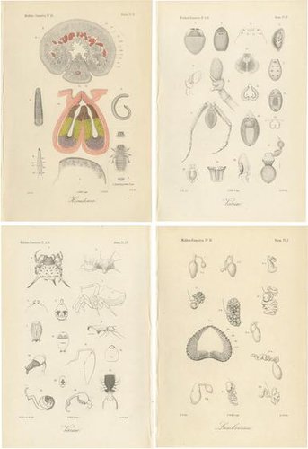 Antique Scientific Plates of Leeches, Worms, Spiders & Microscopic ...