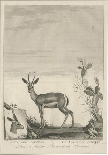 Miger, Gazelle, 1805, Print for sale at Pamono