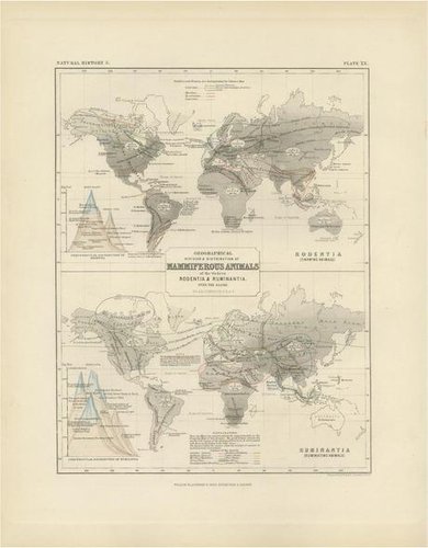 Mapa antiguo de la división y distribución de mamíferos de Johnston ...