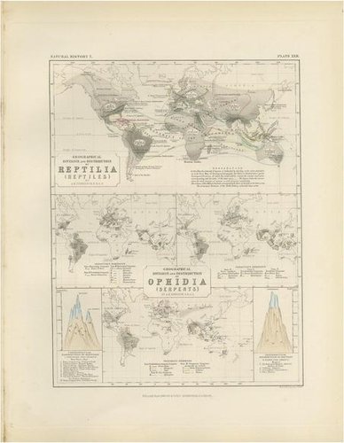 Antique Map Showing the Division and Distribution of Reptiles by ...