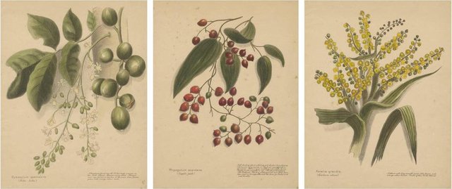 Botanical, 1890, Lithographs, Paper, Set of 3 for sale at Pamono