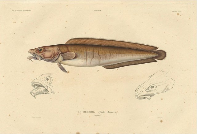 Bévalet, Cusk Fish (Le Brosme) from Gaimard Voyage, 1842, Print for ...