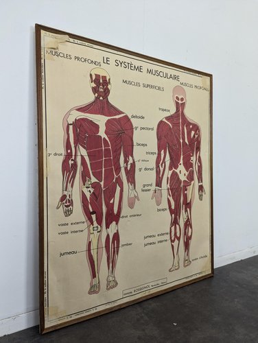 Framed School Anatomy Poster for sale at Pamono