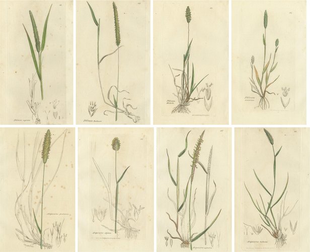Illustrations of Meadow Grasses: Timothy & Foxtail, 1830s, Engravings ...