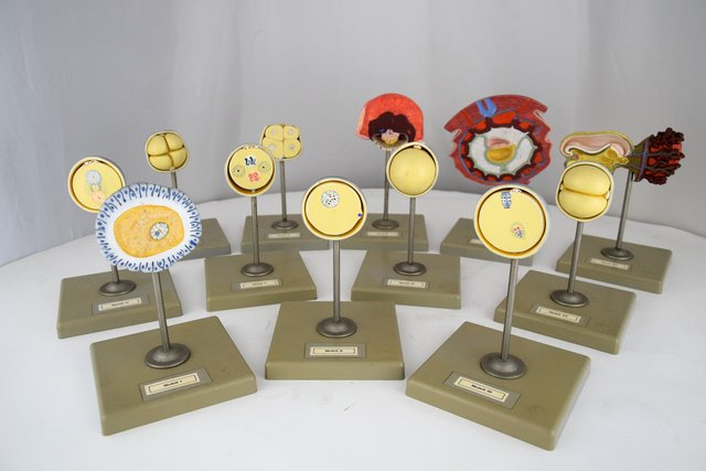 Mid-Century Anatomical Cell Division Models from Somso, Set of 12 for ...