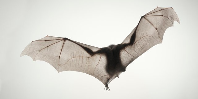 Da Vinci Bat, British Art, Animal Photograph, Winged Creatures for sale ...