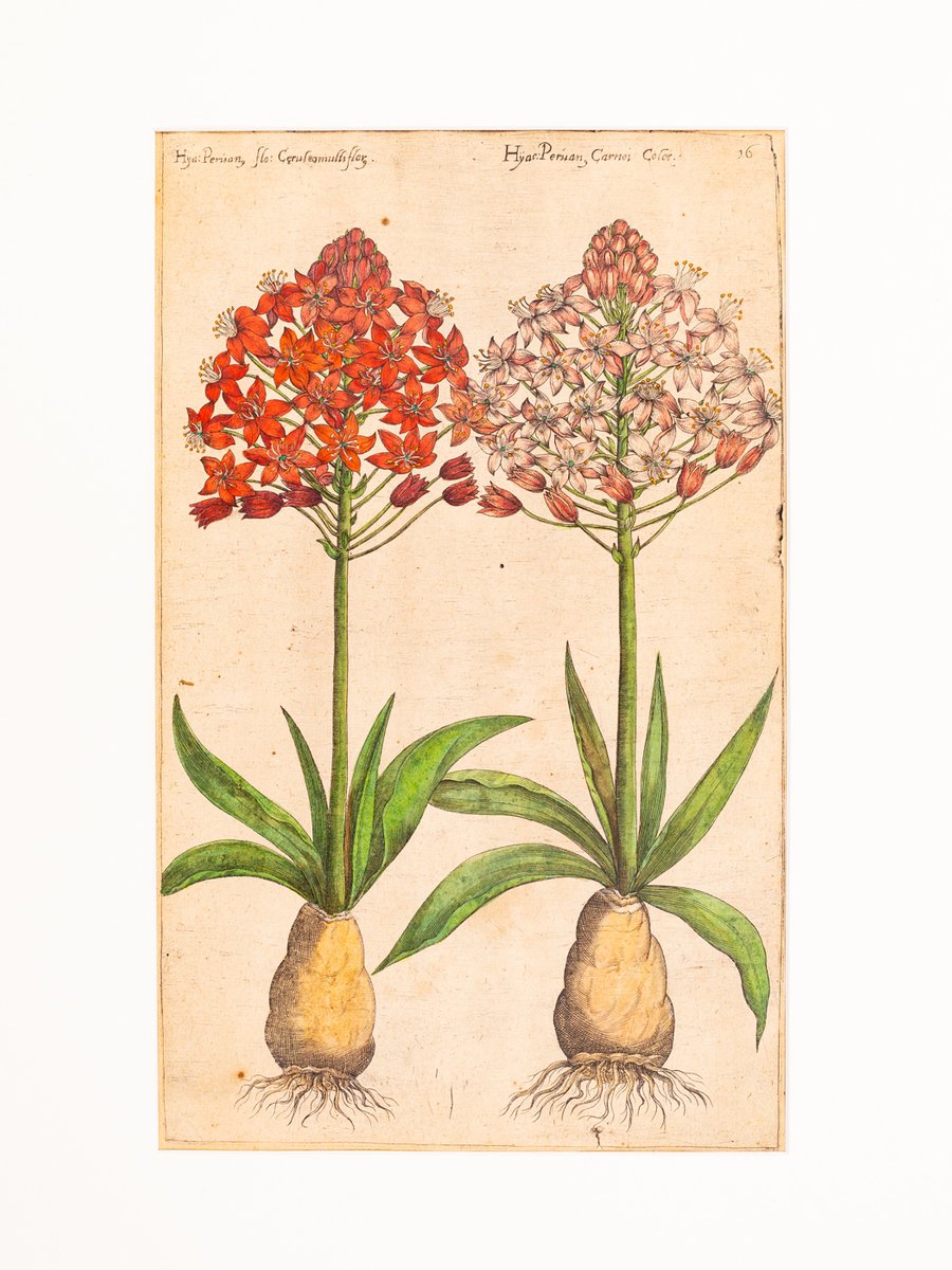 Botanical Drawings, 18th Century, Colored Copper Engraving for sale at ...