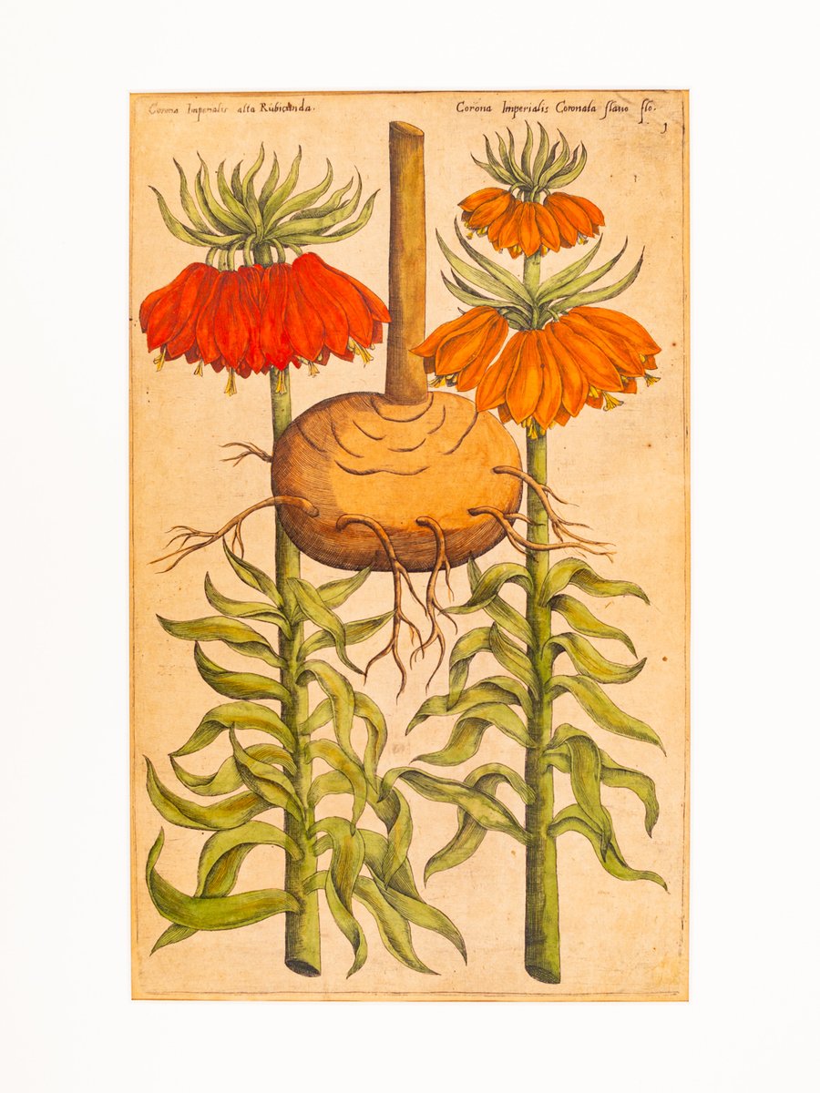Botanical Drawings, 18th Century, Colored Copper Engraving for sale at ...