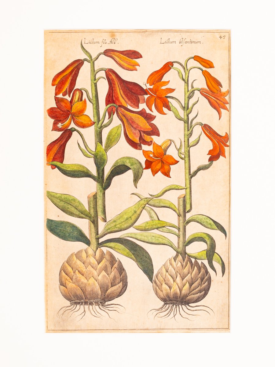 Botanical Drawings, 18th Century, Colored Copper Engraving for sale at ...