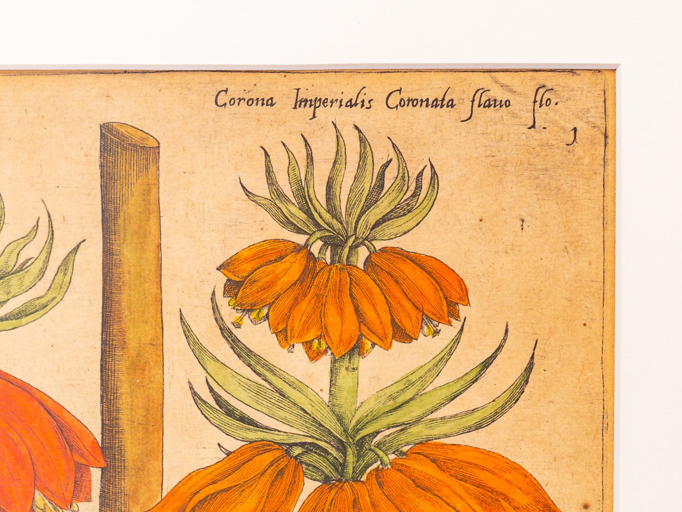 Botanical Drawings, 18th Century, Colored Copper Engraving for sale at ...