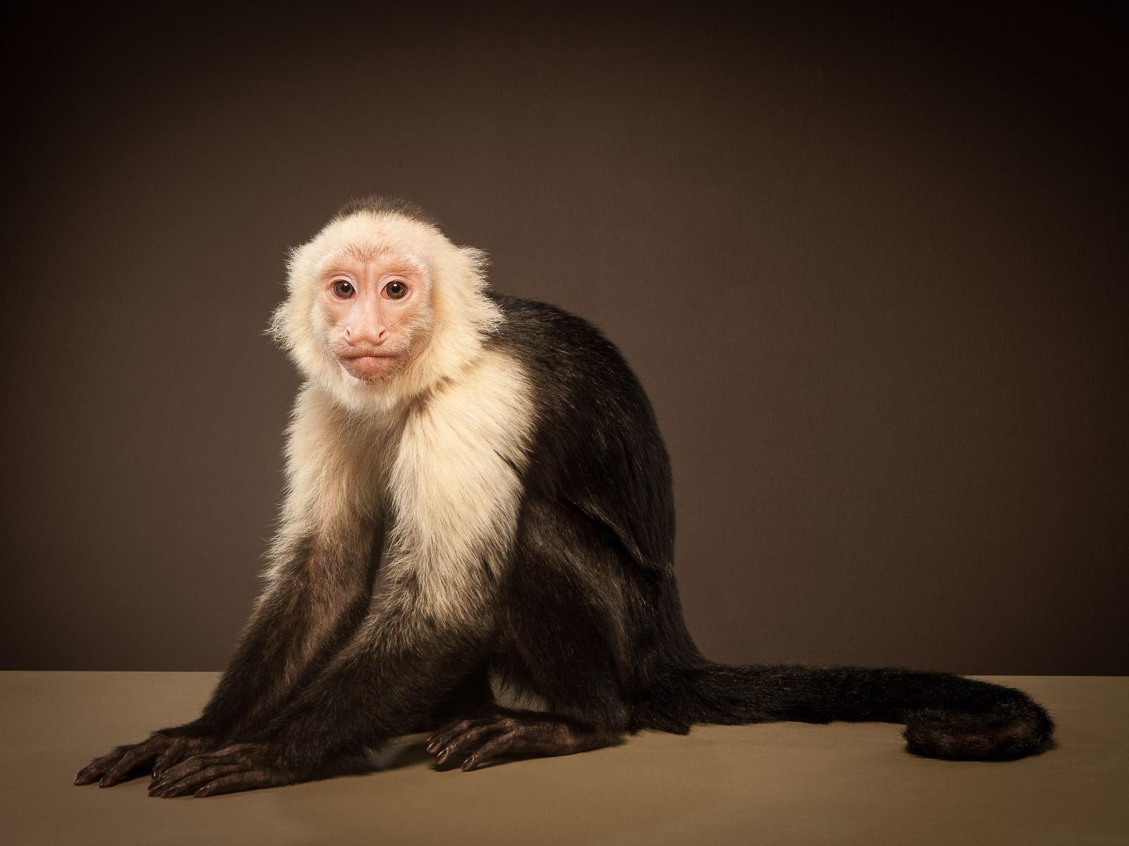 Tim Platt, Capuchin 1, 2014, Archival Pigment Print for sale at Pamono