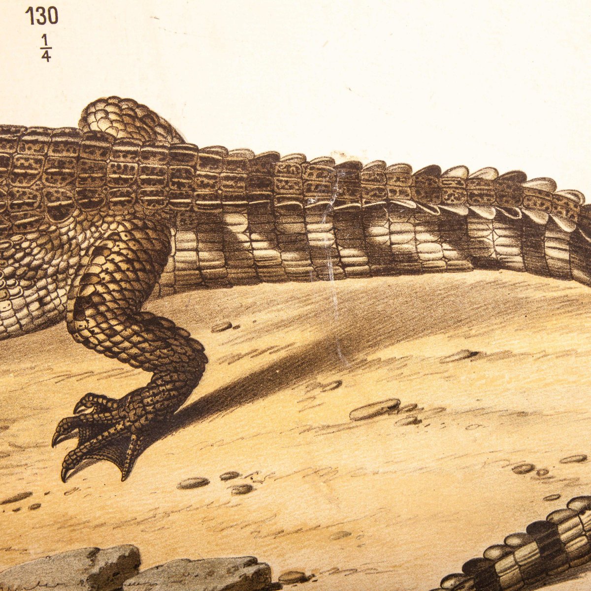 German Snake and Crocodile Educational Chart, 19th Century for sale at ...
