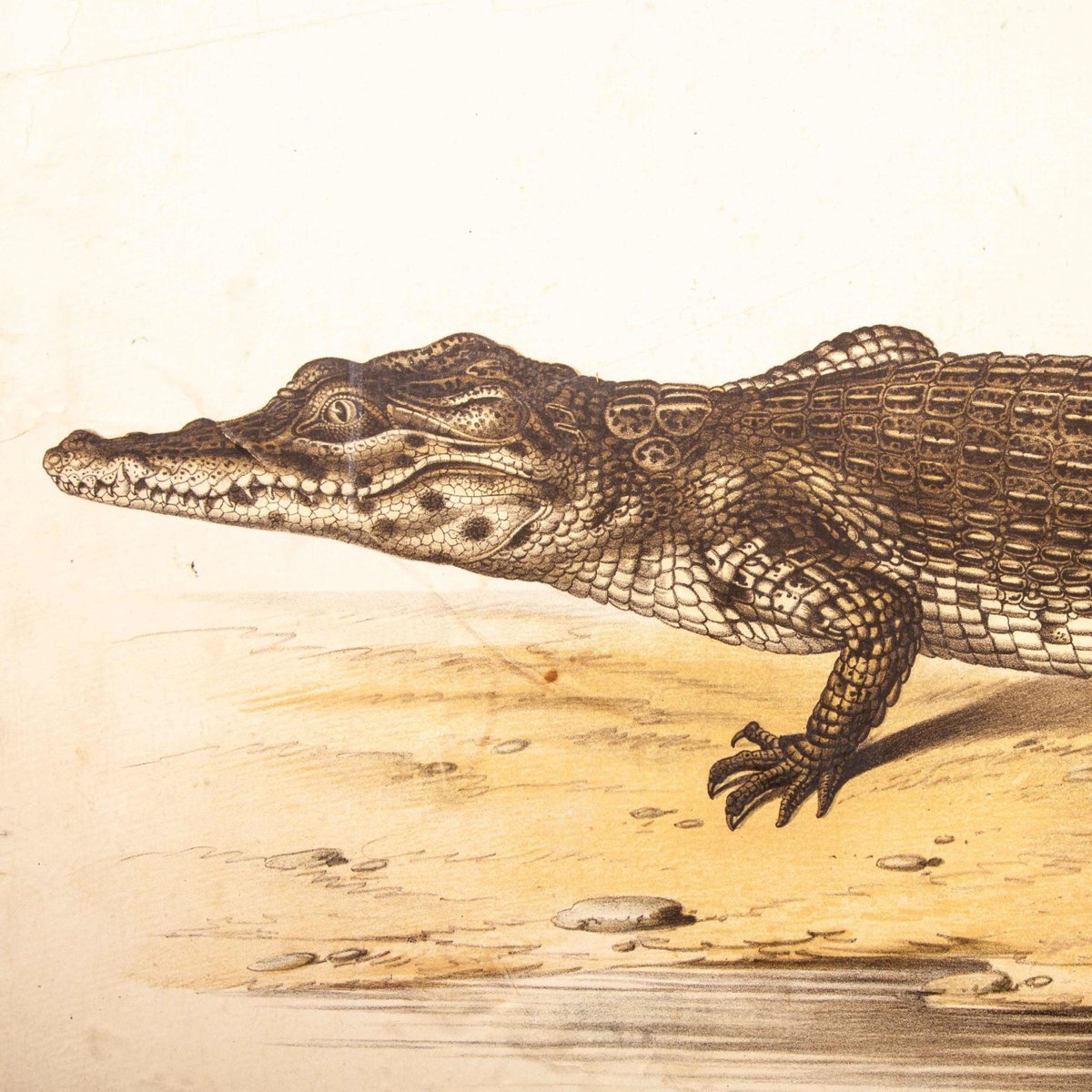 German Snake and Crocodile Educational Chart, 19th Century for sale at ...
