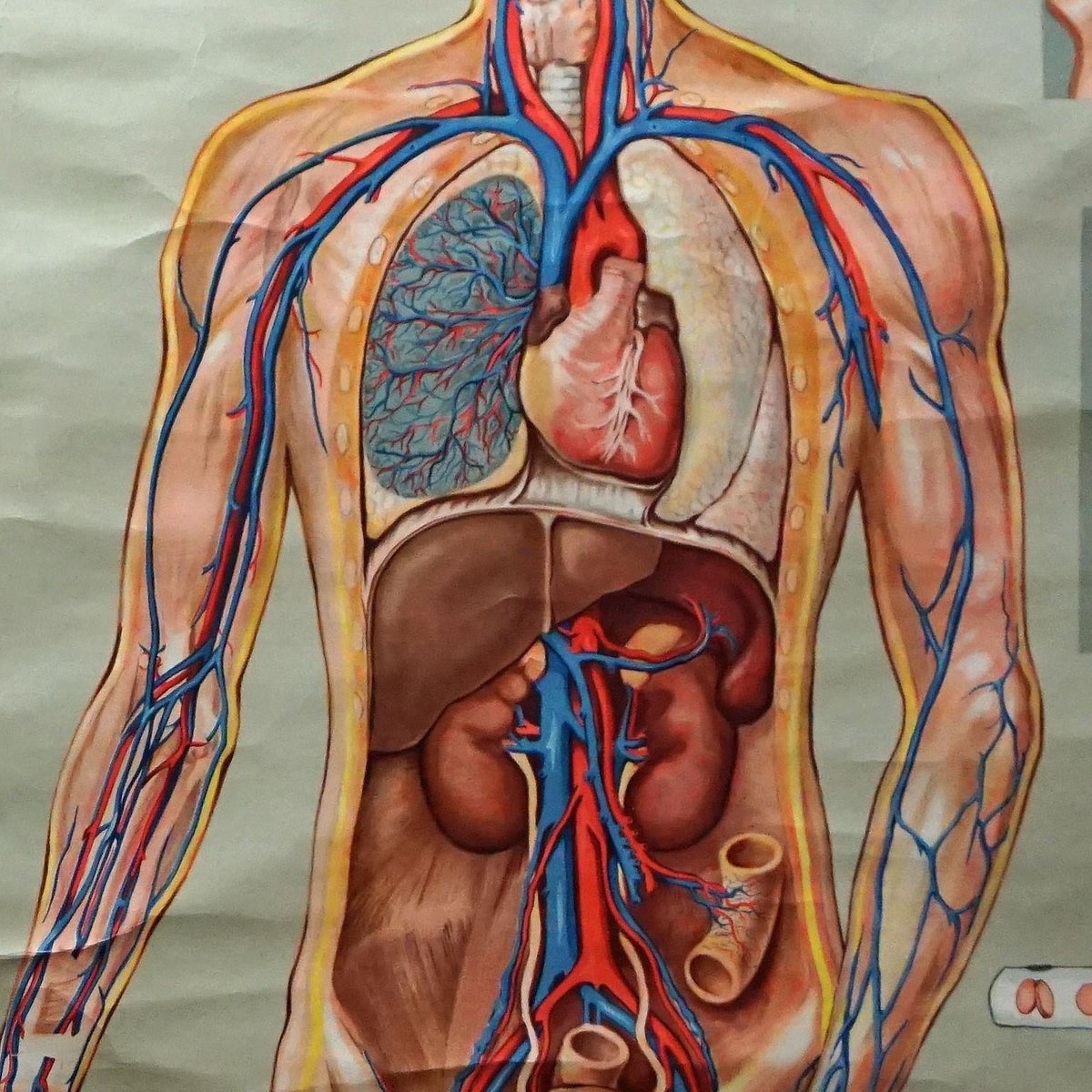 Medical Poster Rollable Wall Chart Respiration Blood Circulation for ...