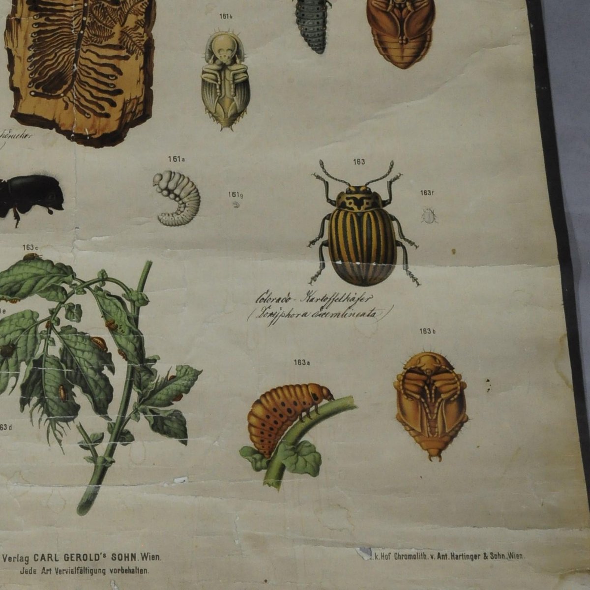 Affiche de Tableau Mural d'Aperçu des Insectes Vintage en vente sur Pamono