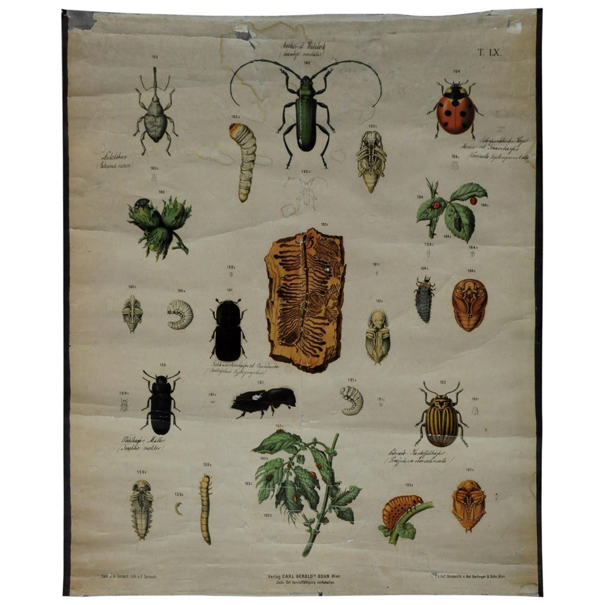 Affiche de Tableau Mural d'Aperçu des Insectes Vintage en vente sur Pamono