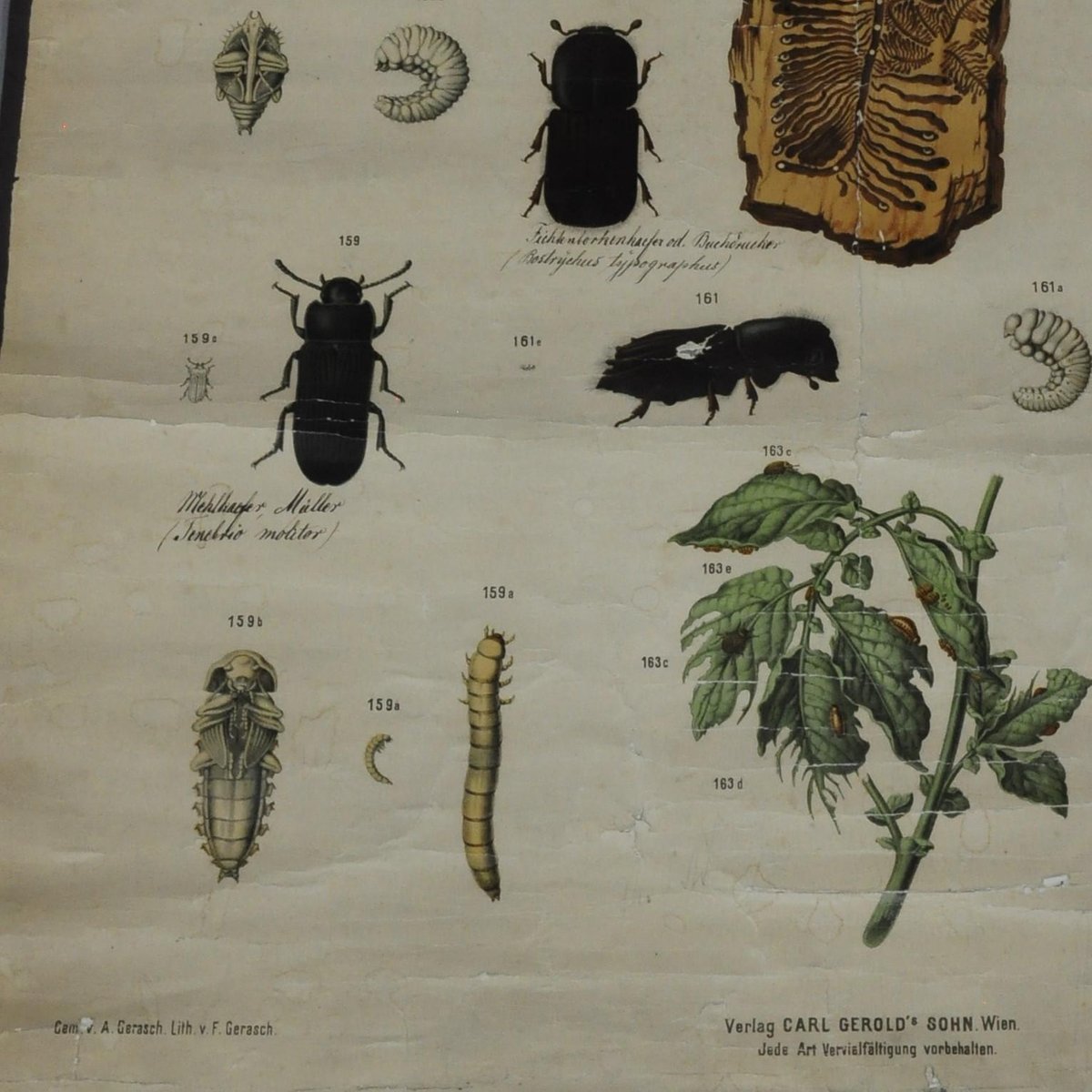 Old Vintage Beetles Insects Overview Wall Chart Poster for sale at Pamono