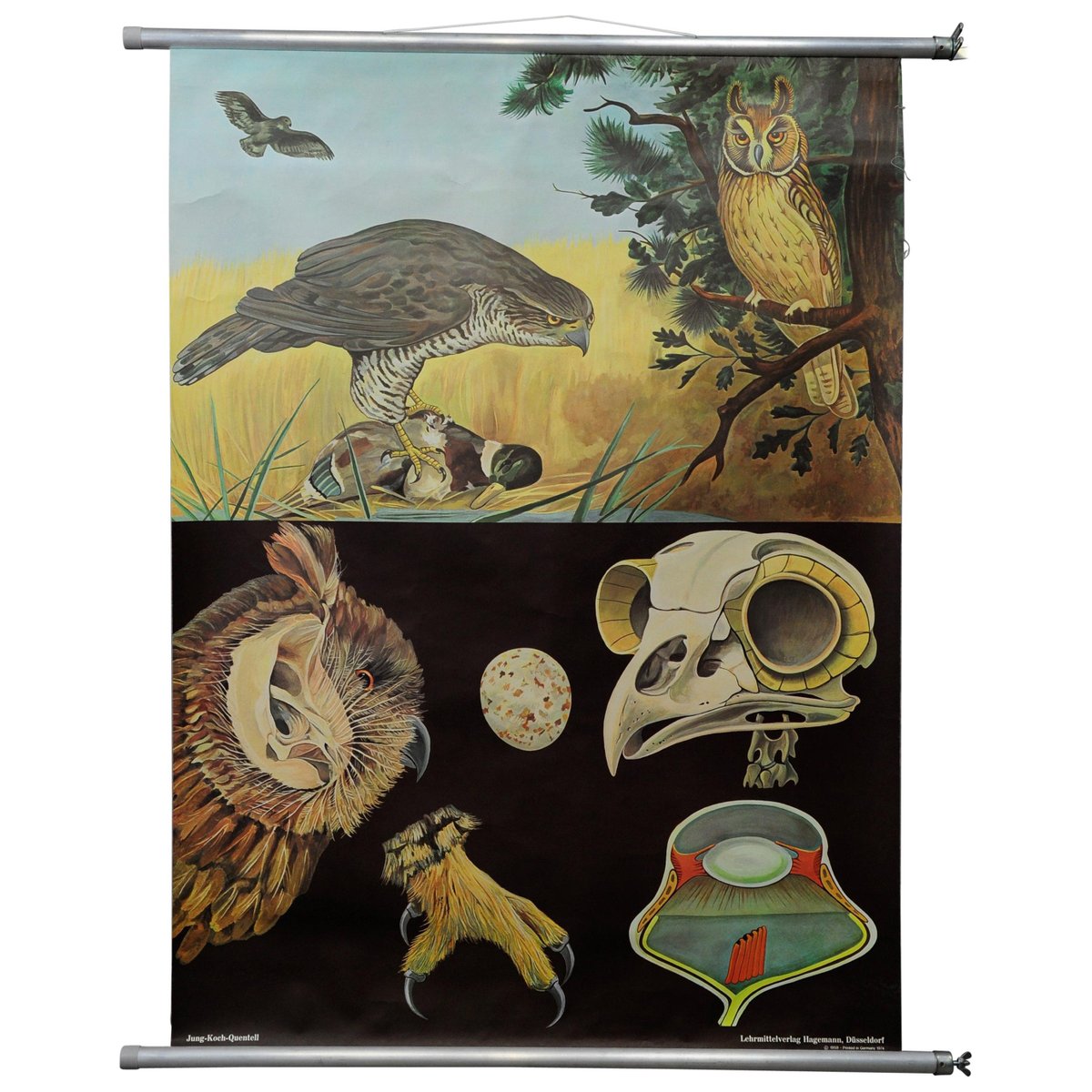Goshawk Buzzard Long-Eared Owl Rollable Wall Chart Poster by Jung Koch ...
