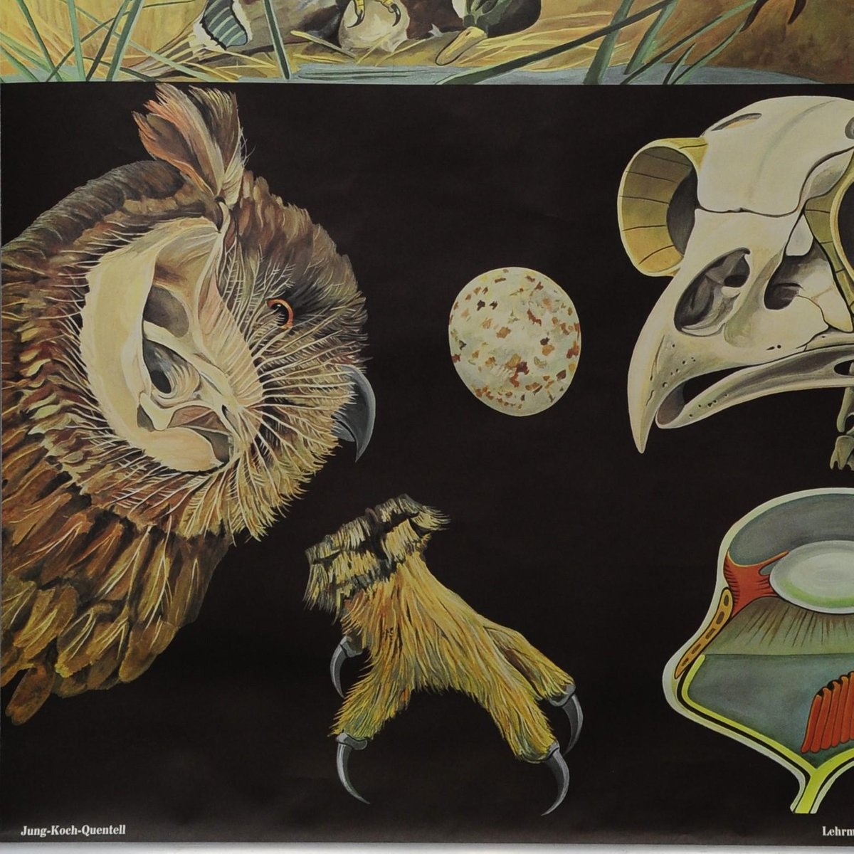 Goshawk Buzzard Long-Eared Owl Rollable Wall Chart Poster by Jung Koch ...