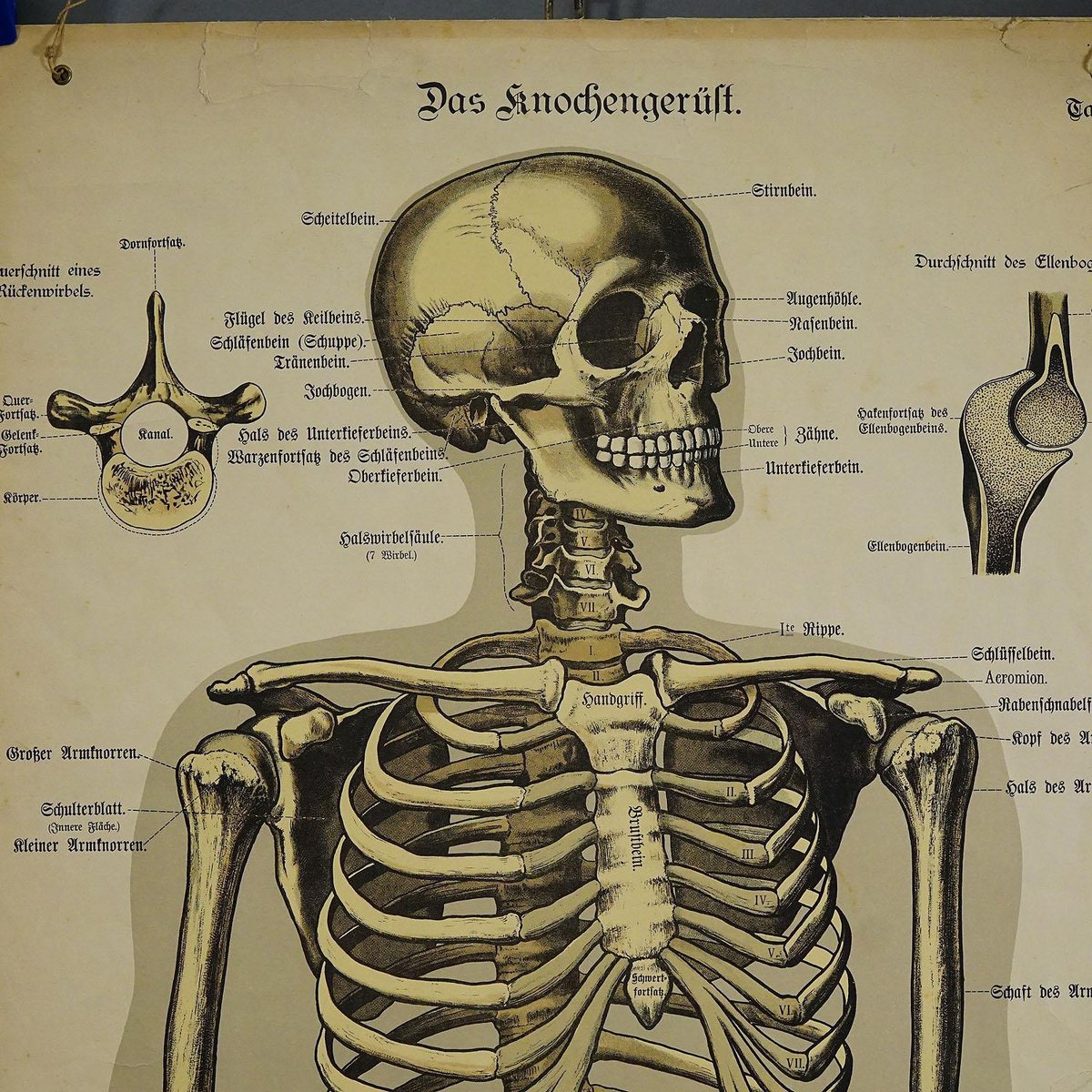 Antique Human Skeleton Anatomical Wall Chart for sale at Pamono