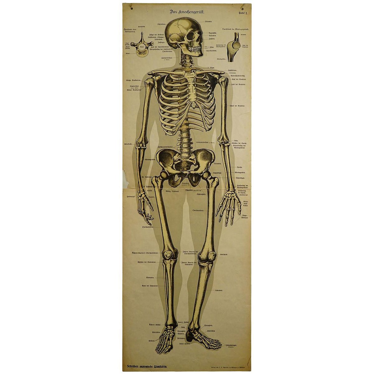 Antique Human Skeleton Anatomical Wall Chart for sale at Pamono