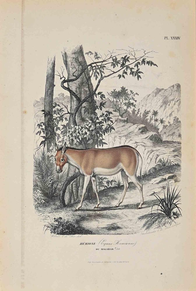 Paul Gervais, Equus Hemionus, Original Lithograph, 1854 for sale at Pamono