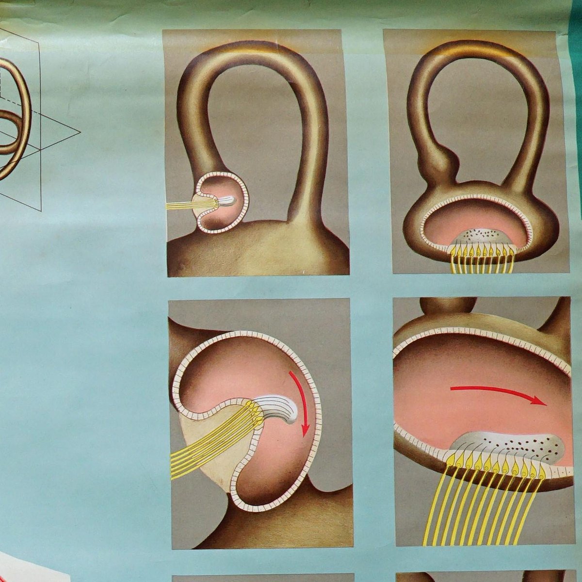 Sense of Hearing and Balance Equilibrum Wall Chart Medical Poster for ...