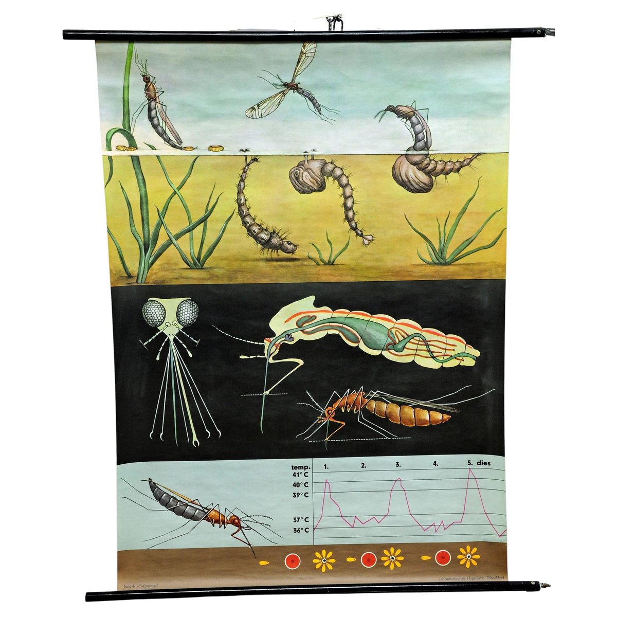 Tableau Mural Insectes Moustiques Naturalistes par Jung Koch Quentell ...