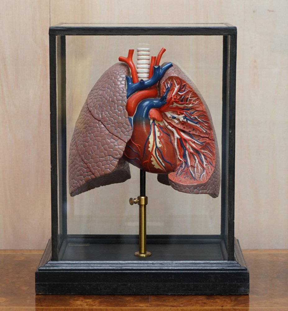 Anatomisches Vintage Modell der menschlichen Lunge in Vitrine bei ...