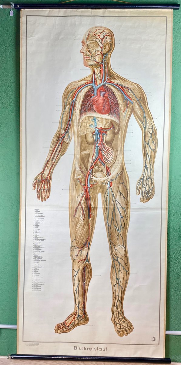Human Body Poster, 1952 for sale at Pamono