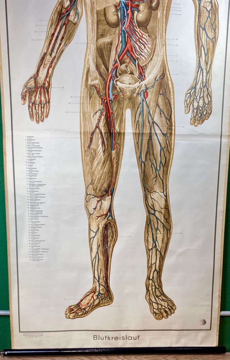 Human Body Poster, 1952 for sale at Pamono