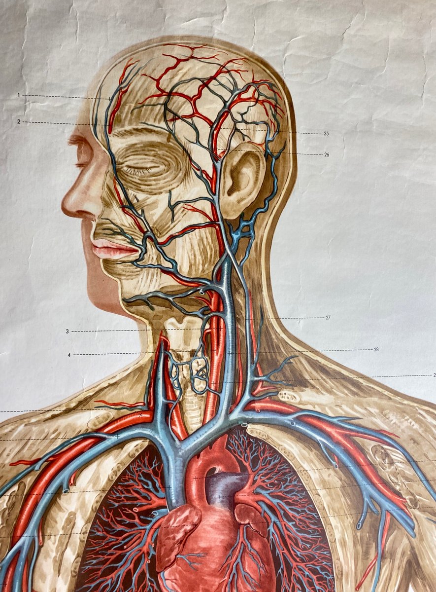 Human Body Poster, 1952 for sale at Pamono