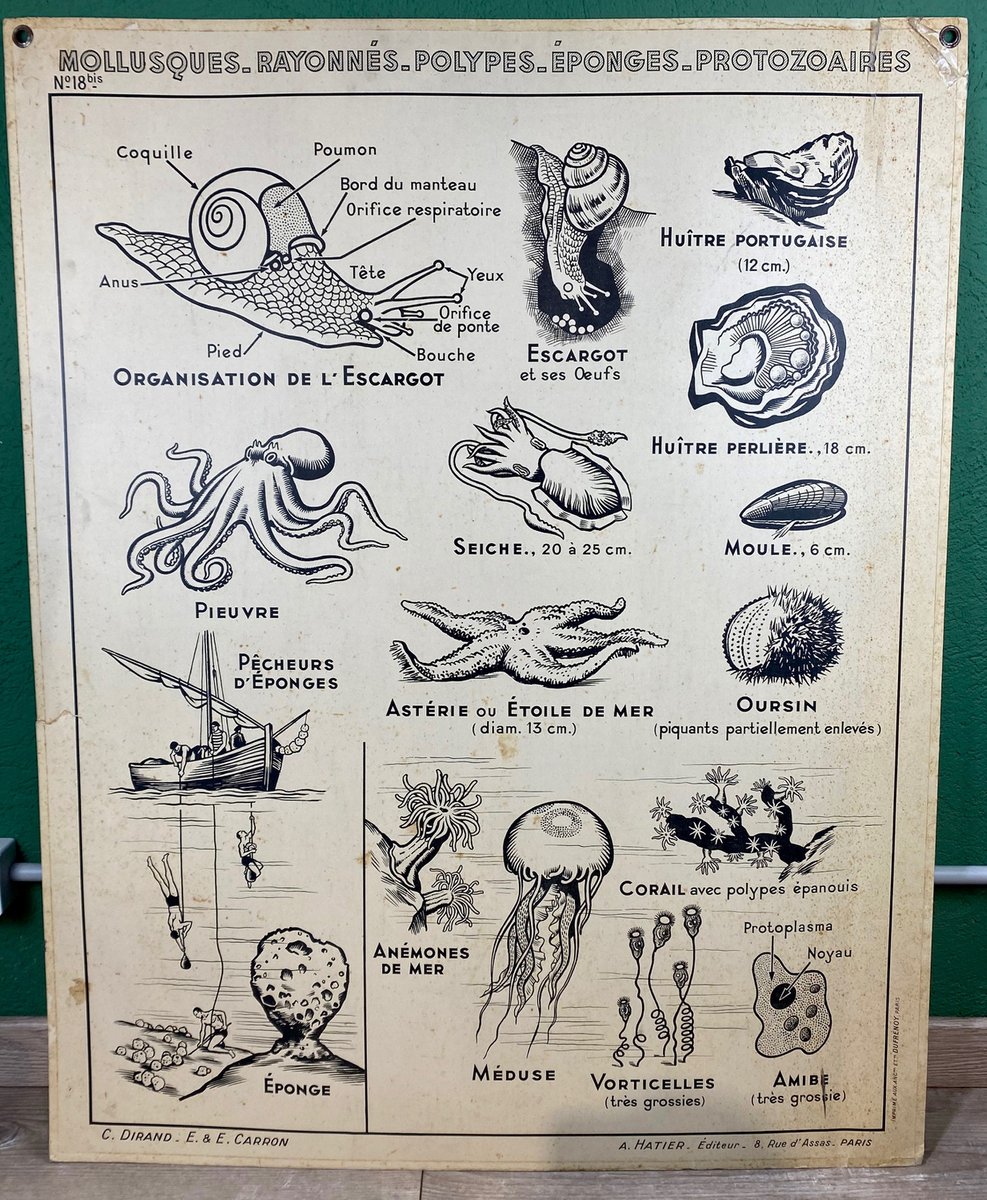 French Double-Sided Poster of Mollusks and Crustaceans for sale at Pamono