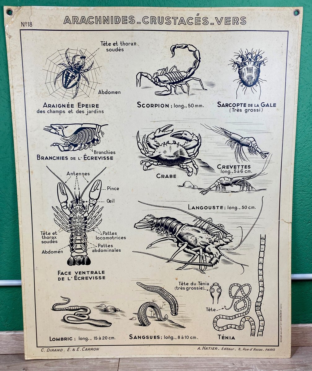 French Double-Sided Poster of Mollusks and Crustaceans for sale at Pamono