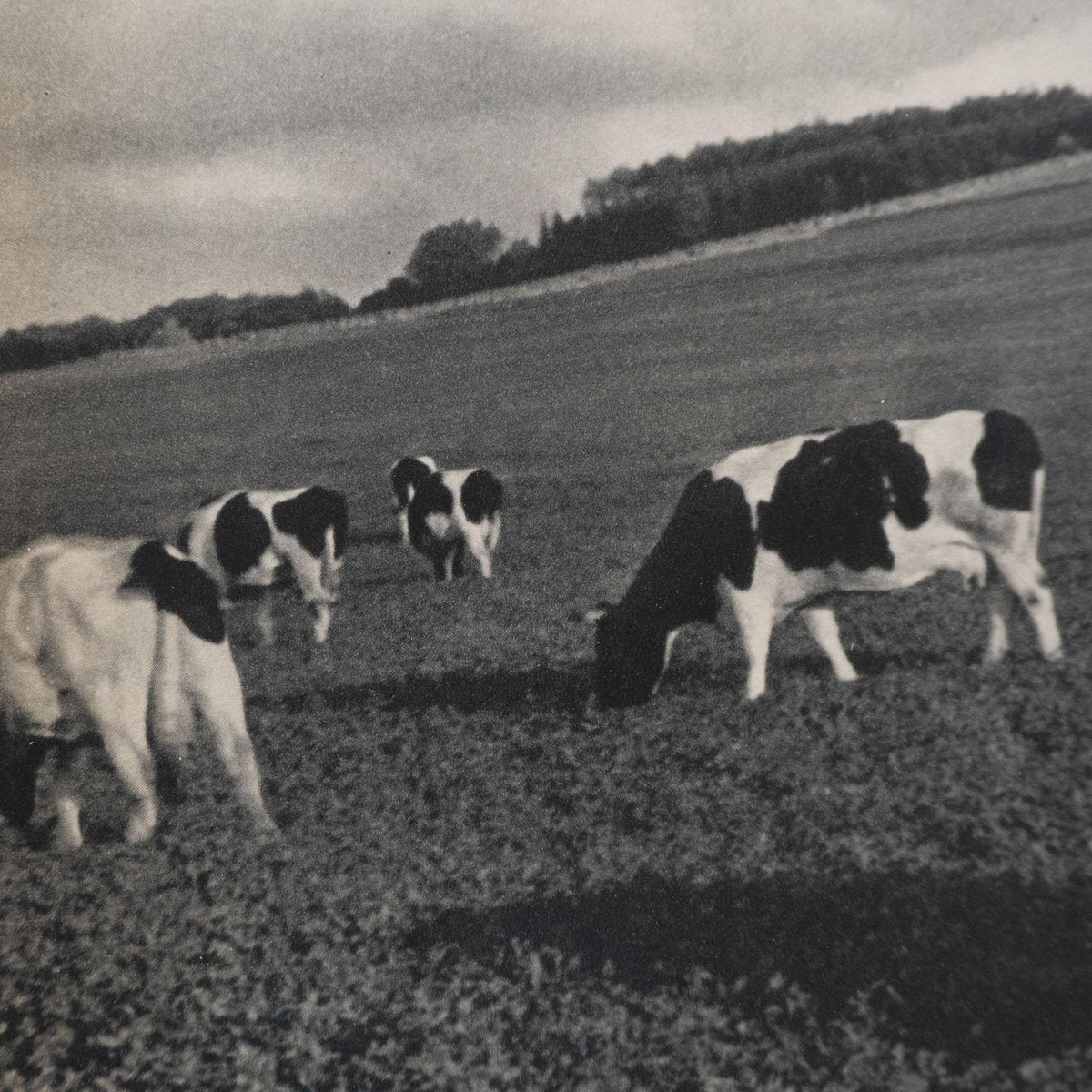 John B. Titcomb and Alfred Person, Rural Images, 1940, Photogravure for ...