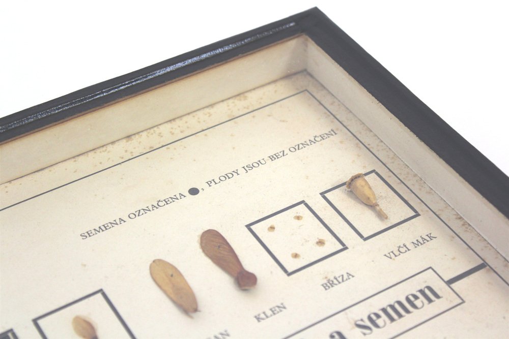 Vintage Spreading the Seeds School Poster, 1960s for sale at Pamono