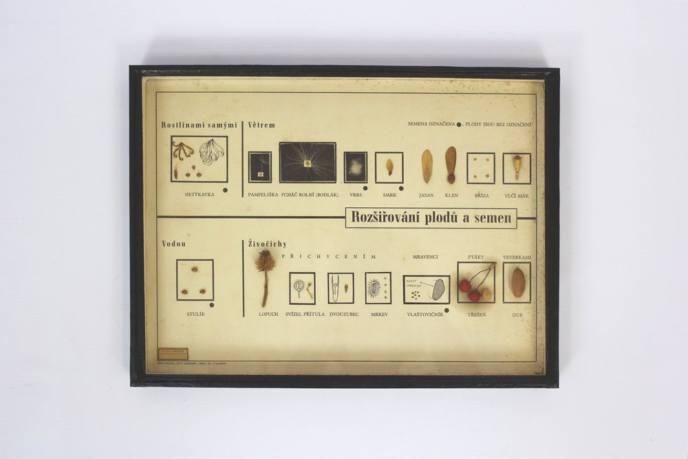 Vintage Spreading the Seeds School Poster, 1960s for sale at Pamono