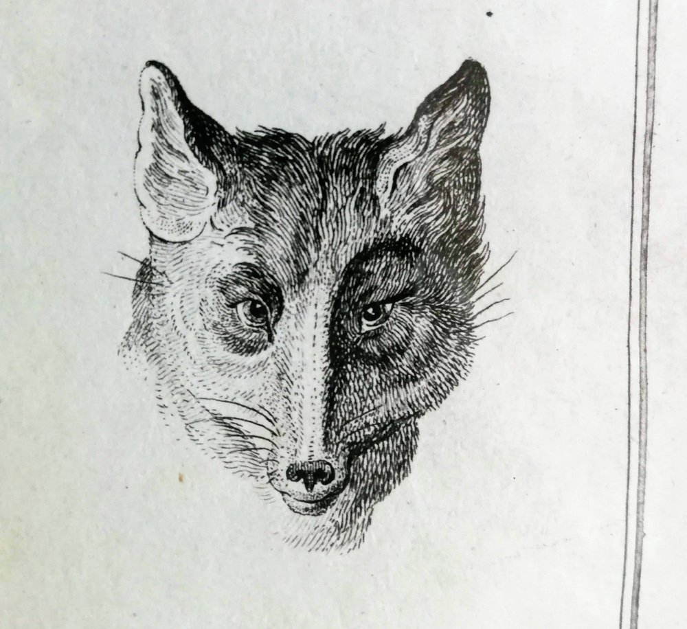 Schellenberg, Animal Images, 18th Century, Print, Framed for sale at Pamono