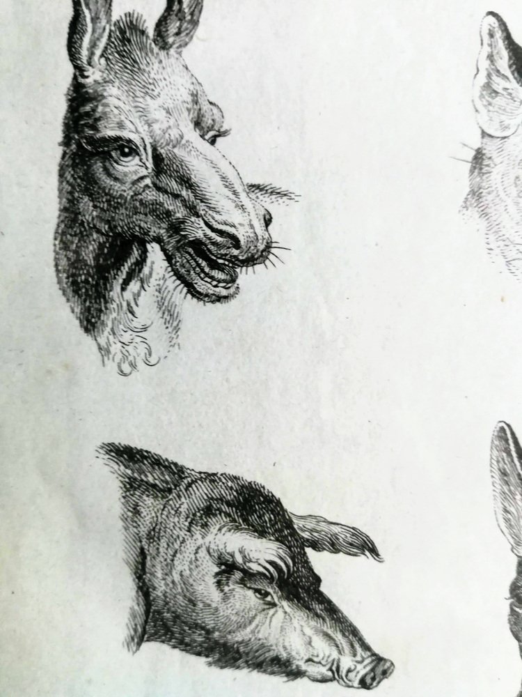 Schellenberg, Animal Images, 18th Century, Print, Framed for sale at Pamono