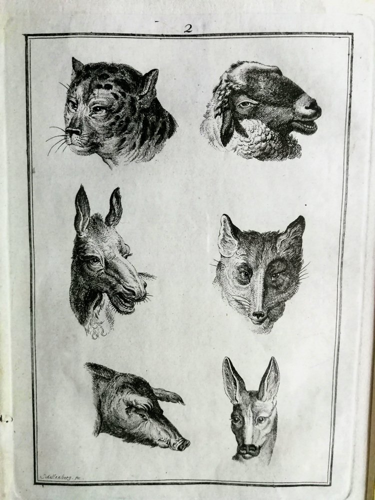 Schellenberg, Animal Images, 18th Century, Print, Framed for sale at Pamono